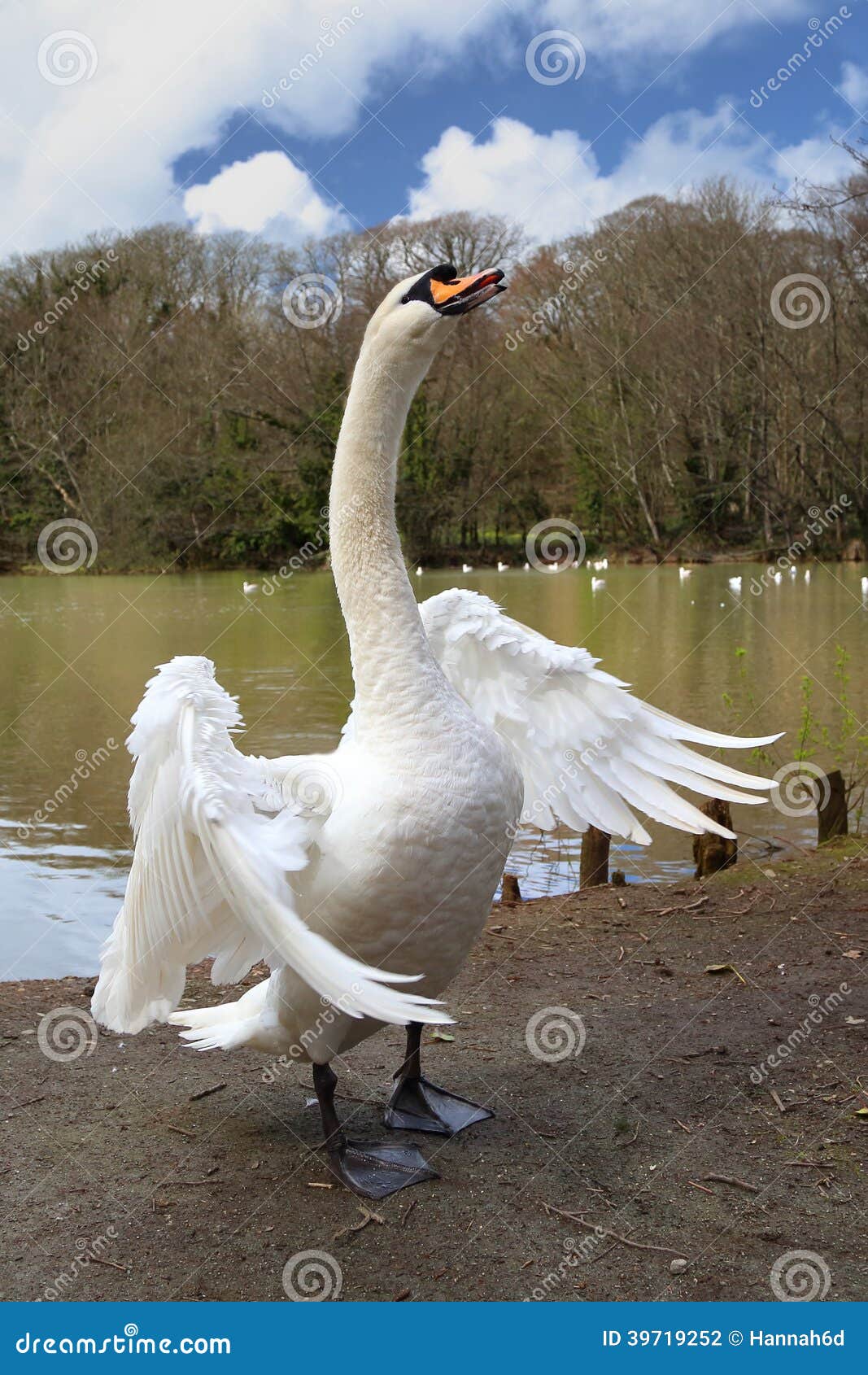 Cisne blanco foto de archivo. Imagen de palmeado, aleteo - 39719252