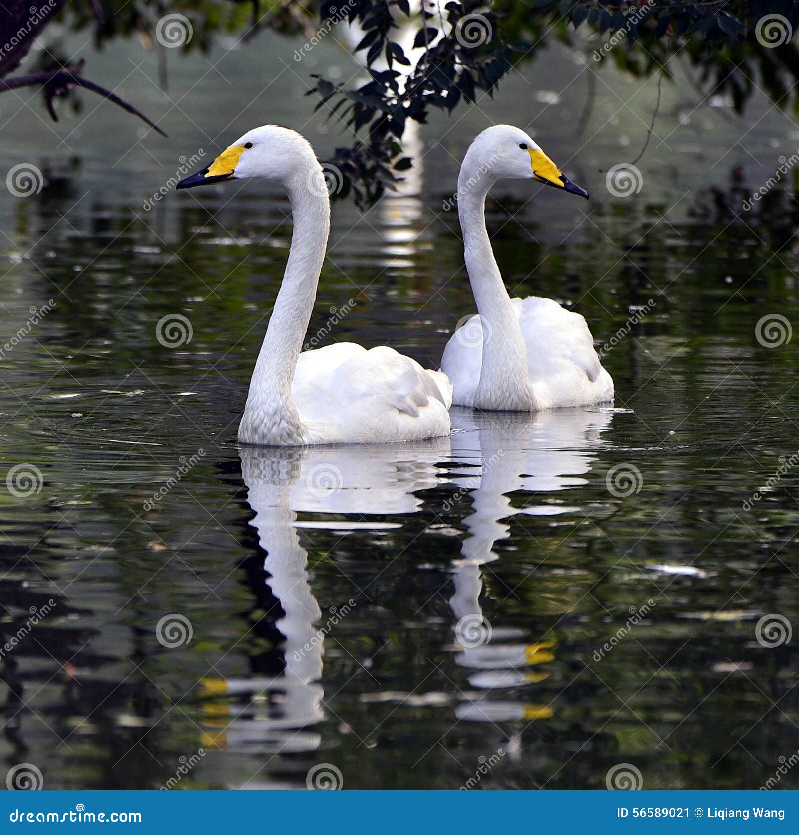 Cisne blanco imagen de archivo. Imagen de salvaje, fondo - 56589021
