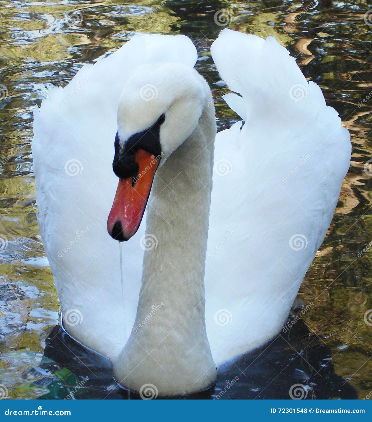 Cisne blanco foto de archivo. Imagen de waterfowl, alas - 72301548