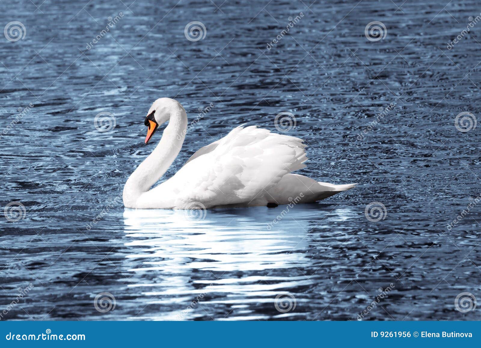 Cisne blanco foto de archivo. Imagen de hermoso, onda - 9261956