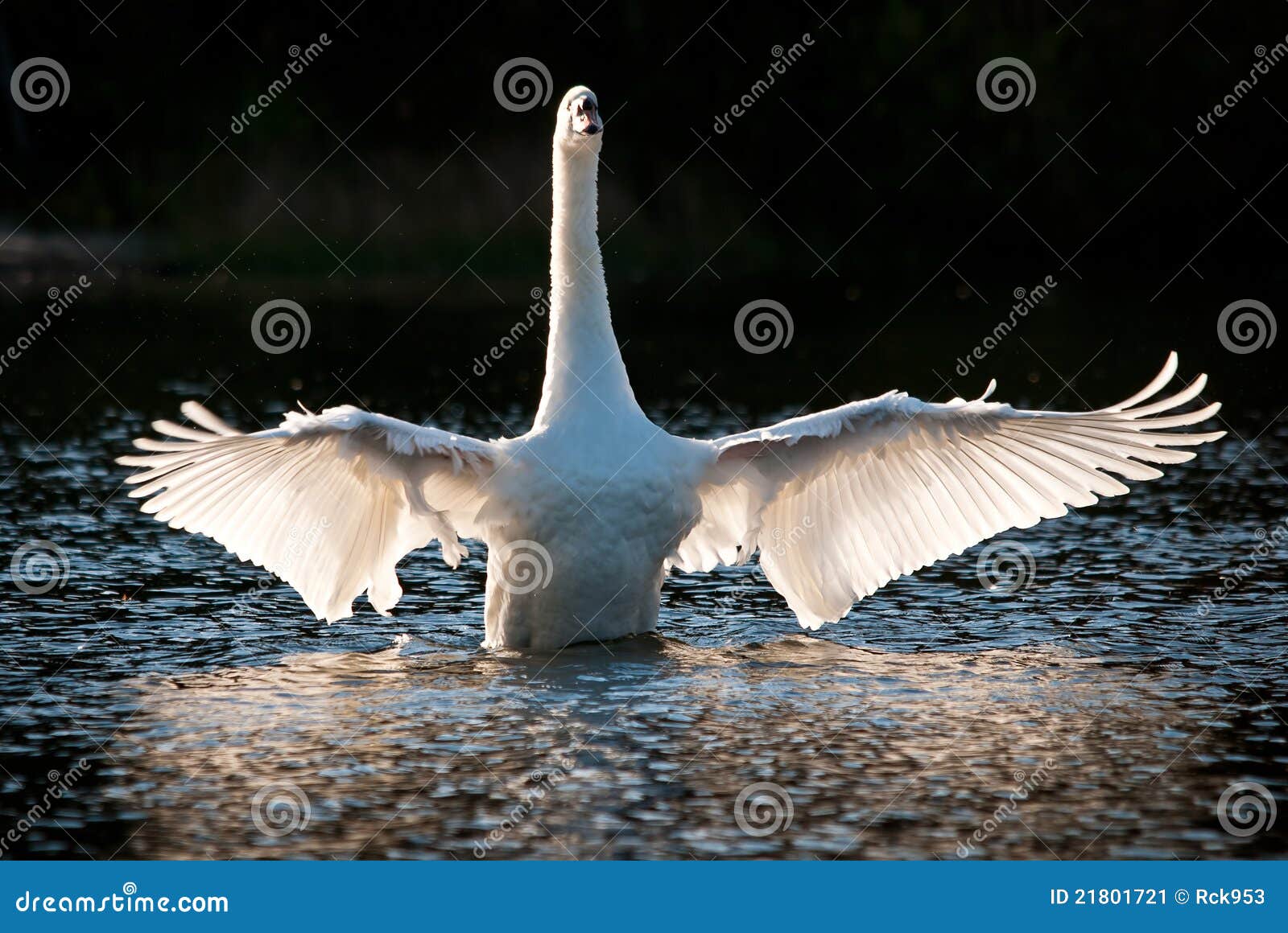 Cisne Blanco Con Las Alas Outstretched Imagen de archivo - Imagen de ...