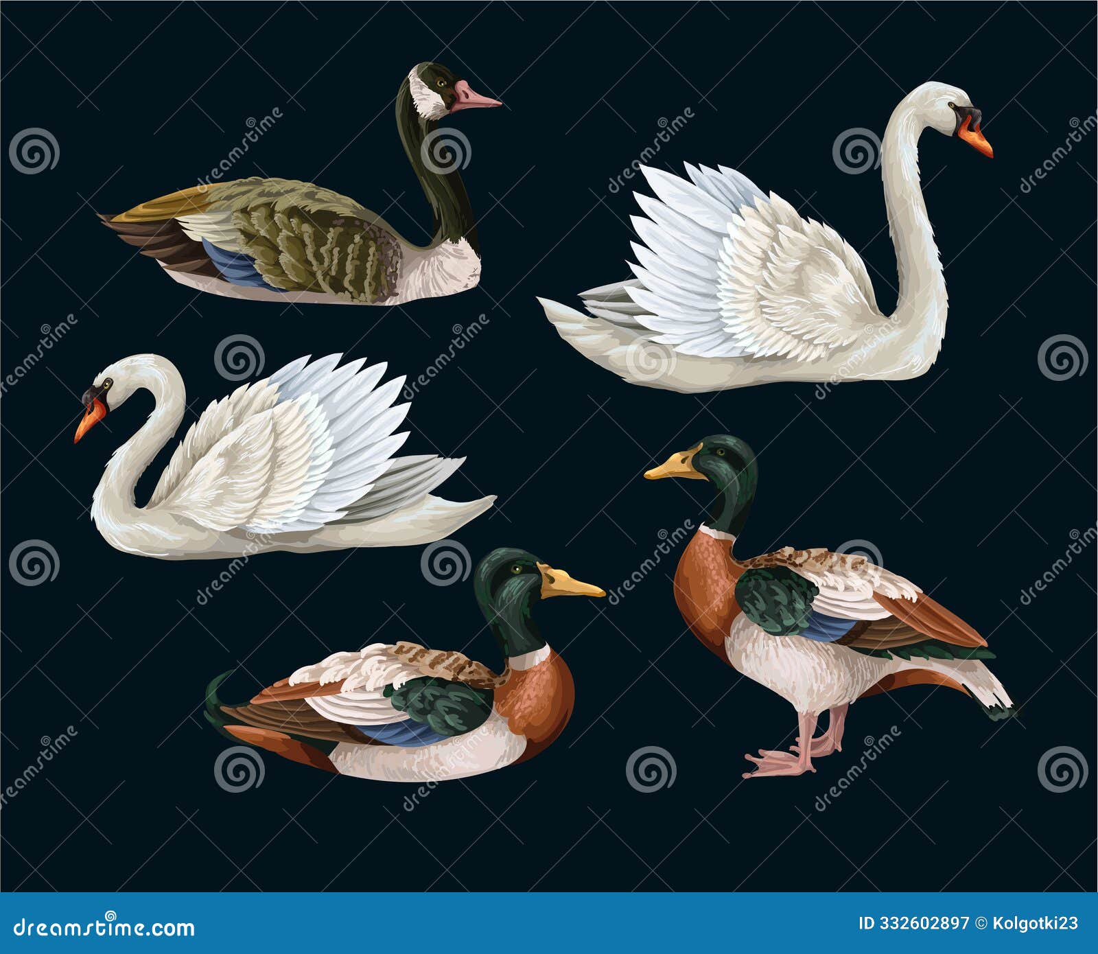 Cisne Blanco Y Pato Aislados. Vecto Ilustración del Vector ...