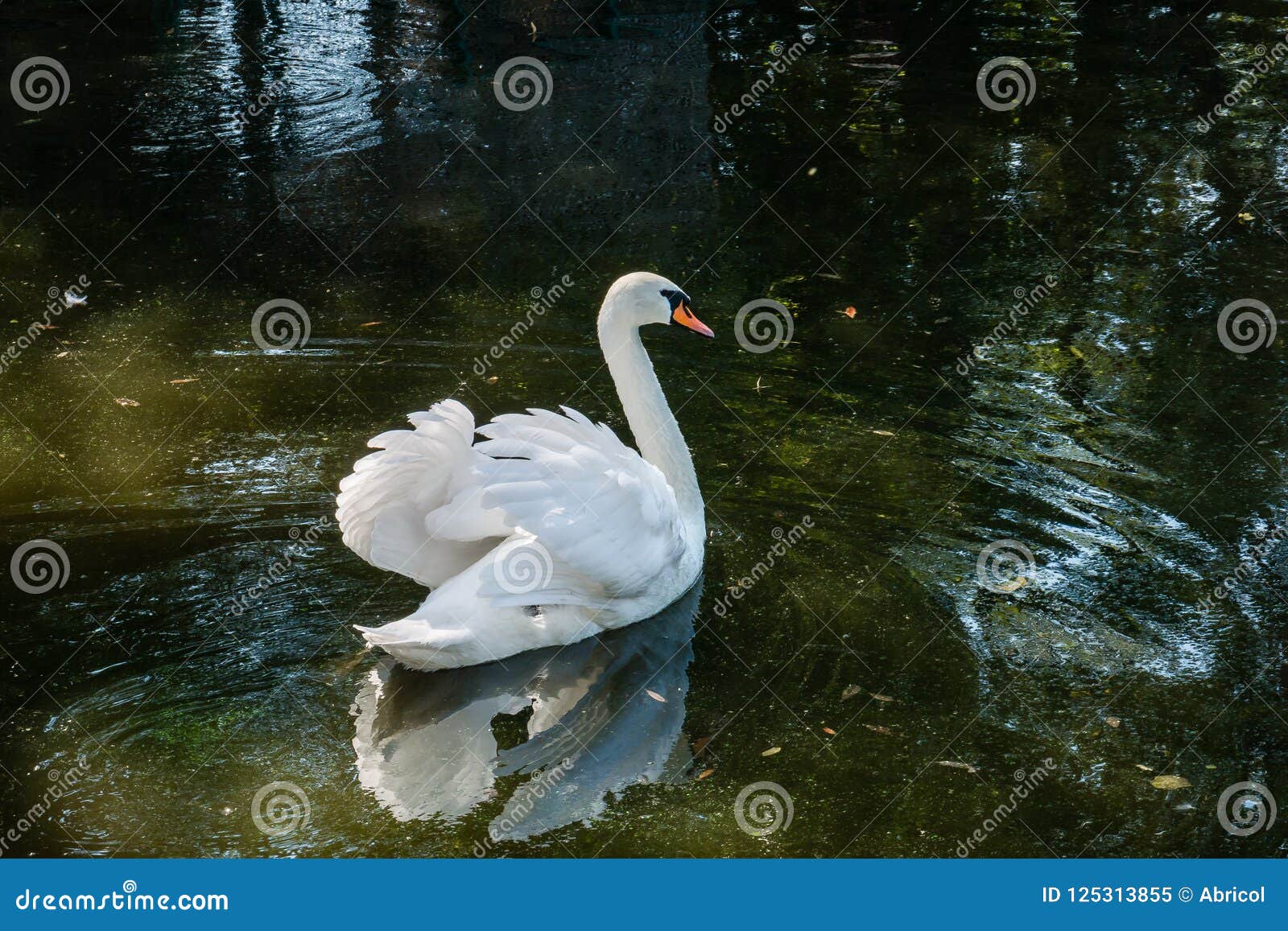 Cisne Branca Com Asas Abertas Que Nada Imagem de Stock - Imagem de ...