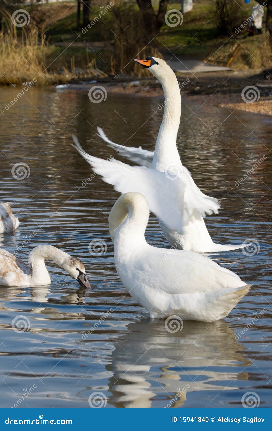 Cisne Branca Que Espalha Suas Asas Foto de Stock - Imagem de casa ...