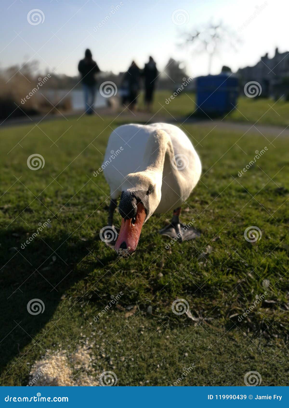 Cisne cautelosa imagem de stock. Imagem de querer, cauteloso - 119990439