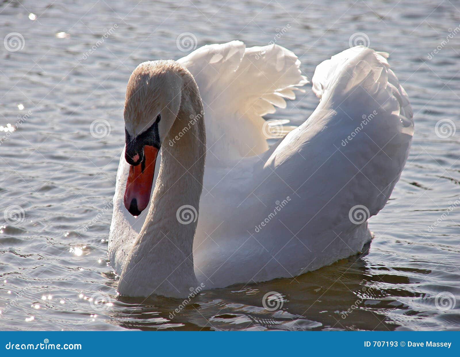 Cisne Com As Asas Levantadas Imagem de Stock - Imagem de lago, penas ...