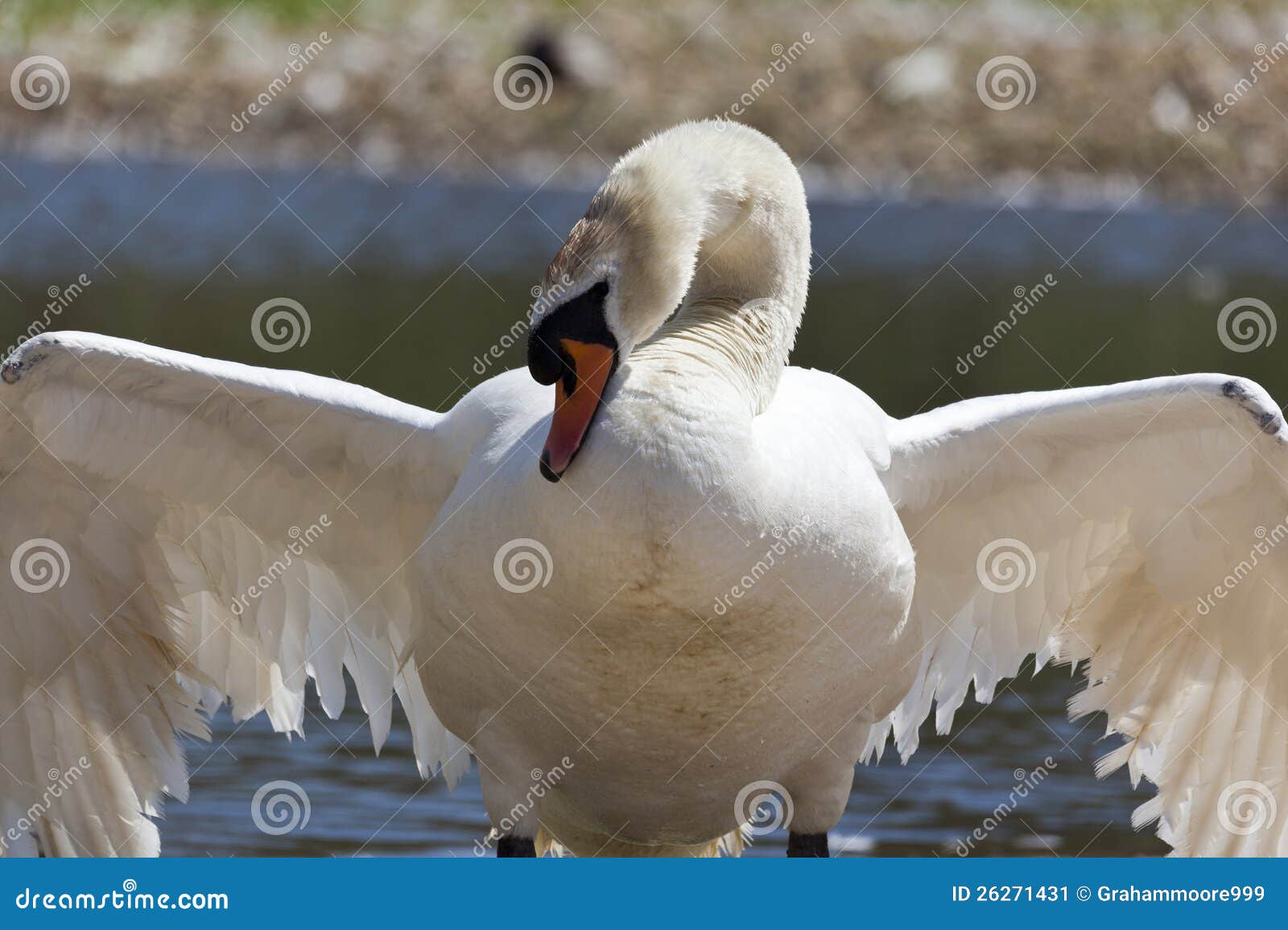 Cisne Com As Asas Outstretched Imagem de Stock - Imagem de estendido ...