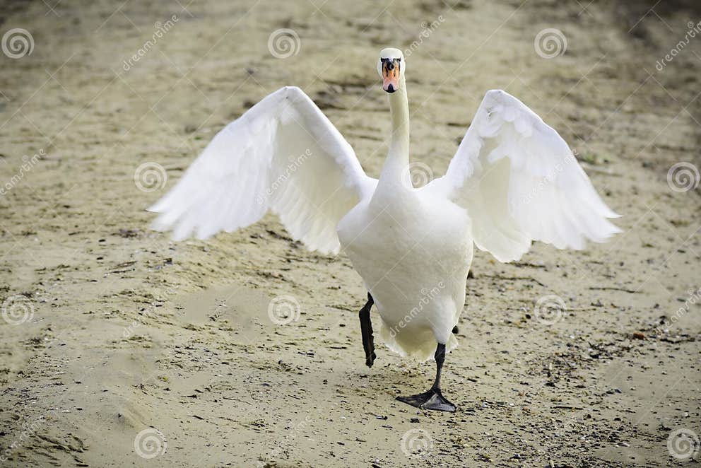 Cisne Con Las Alas Abiertas Foto de archivo - Imagen de pico, fondo ...