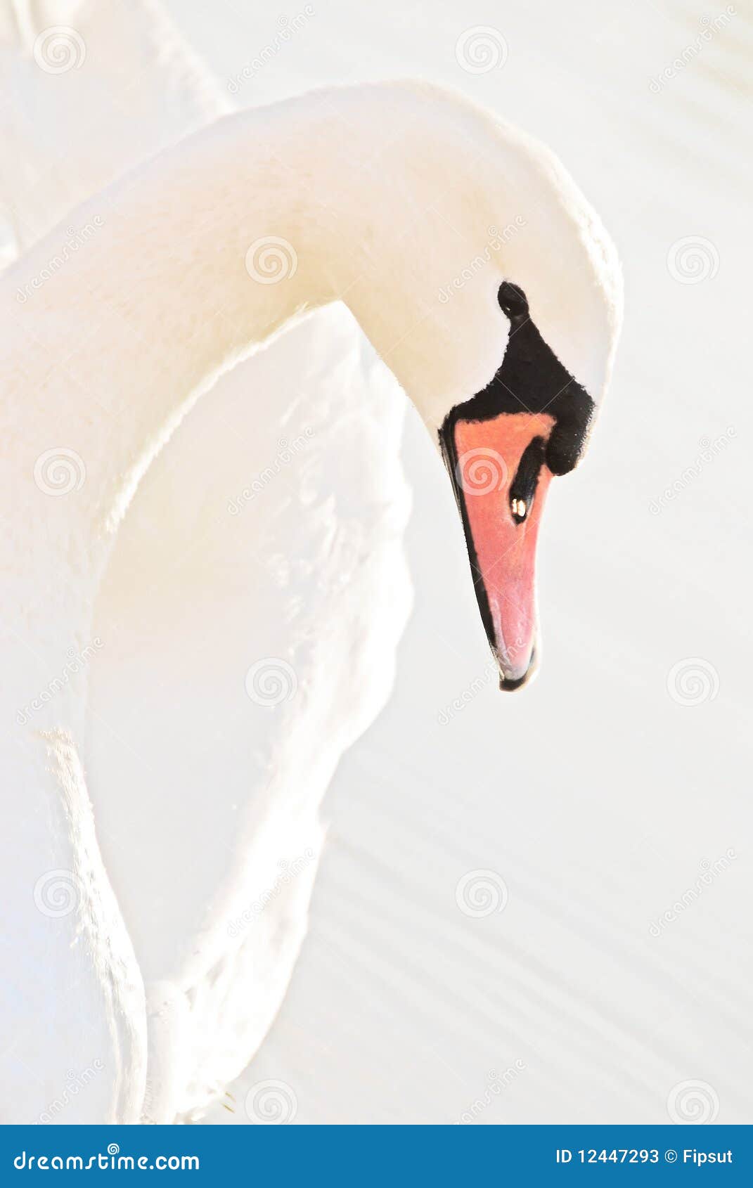 Cisne cor-de-rosa imagem de stock. Imagem de parque, beleza - 12447293