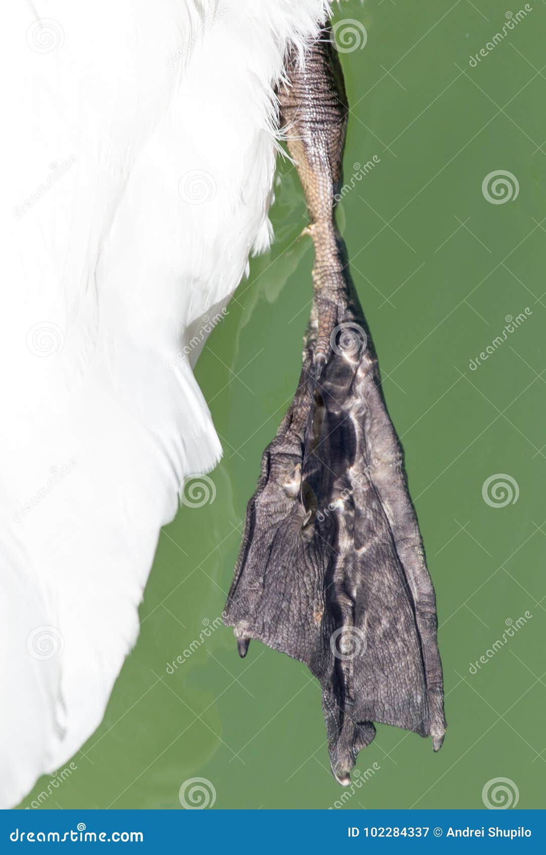 Cisne De La Pata En El Agua Imagen de archivo - Imagen de lago, cubo ...