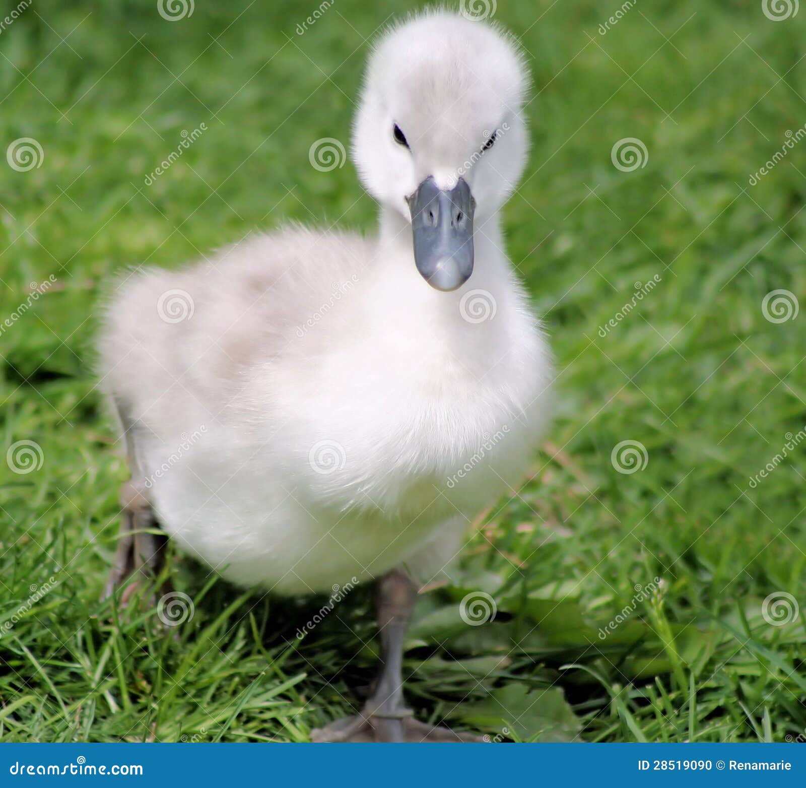 Cisne del bebé foto de archivo. Imagen de caminata, tierra - 28519090