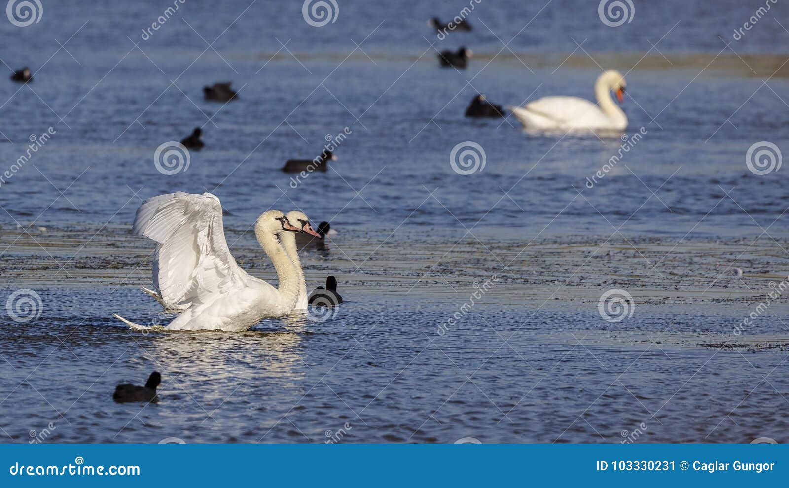 Cisne Muda Com Asas Abertas Imagem de Stock - Imagem de cisnes, aberto ...
