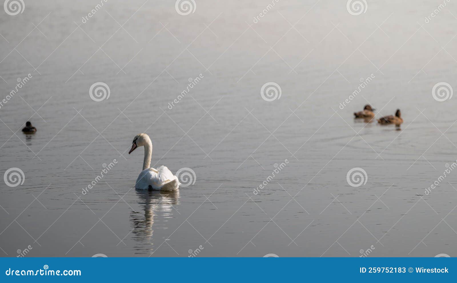Cisne Mudo Percorrendo Um Lago Profundo Imagem de Stock - Imagem de ...