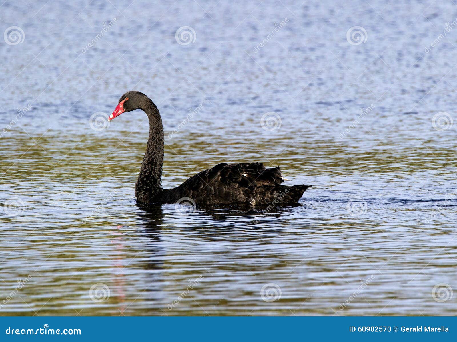 Cisne Negro (Cygnus Atratus) Foto de archivo - Imagen de blanco, cignus ...