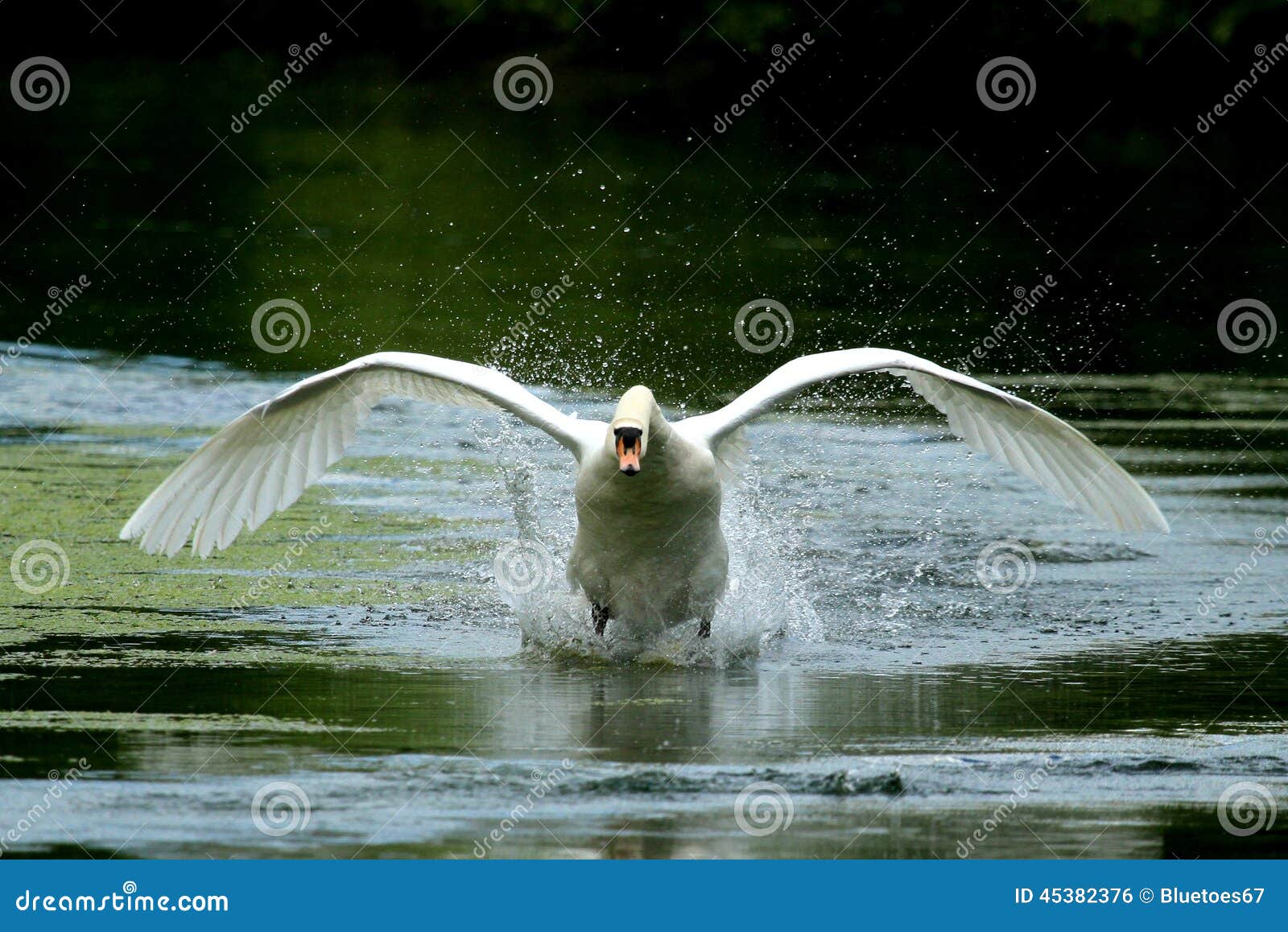 Cisne Que Descola Com Asas Estendido Foto de Stock - Imagem de grande ...