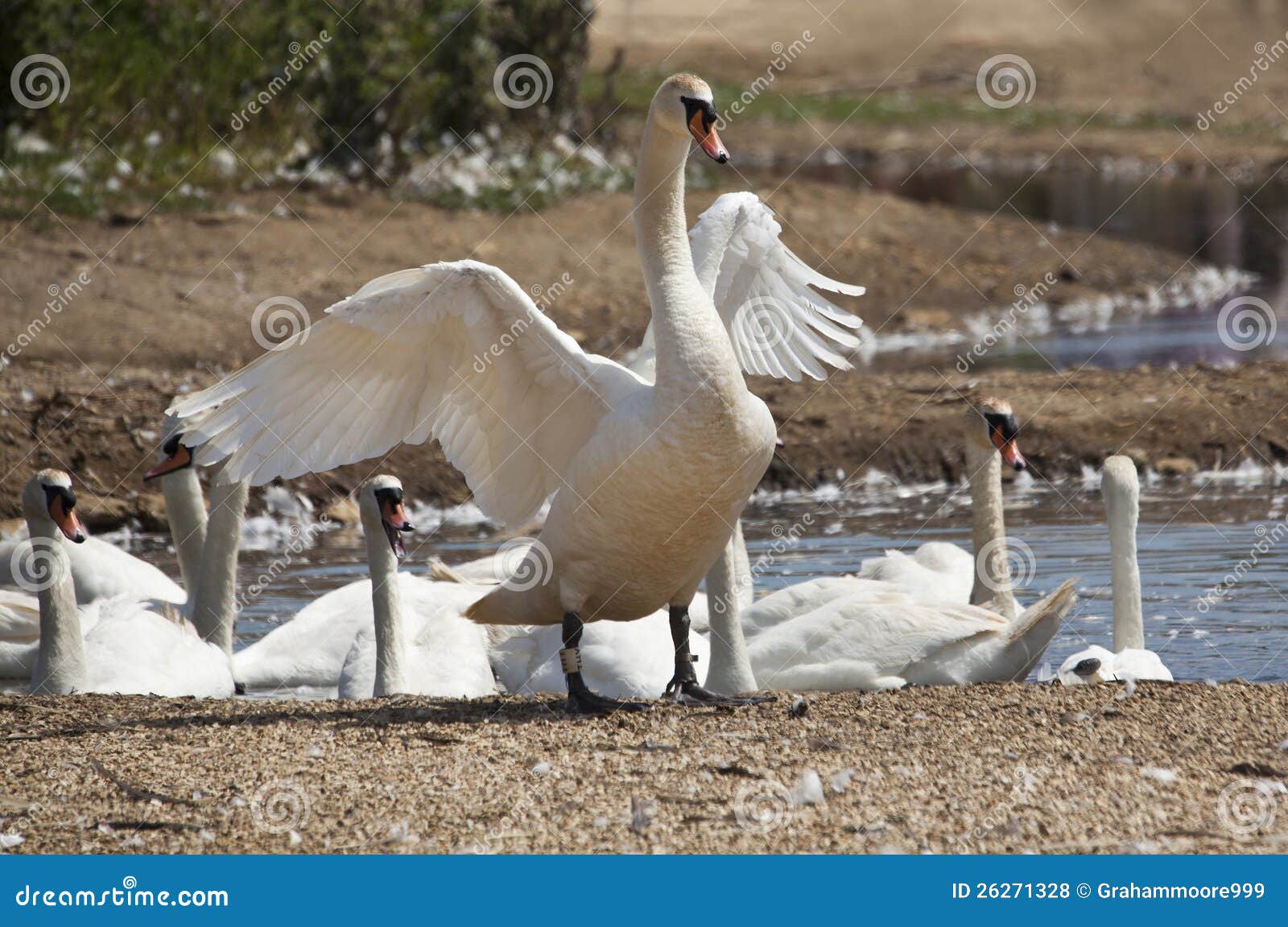 Cisne que estica suas asas foto de stock. Imagem de selvagem - 26271328