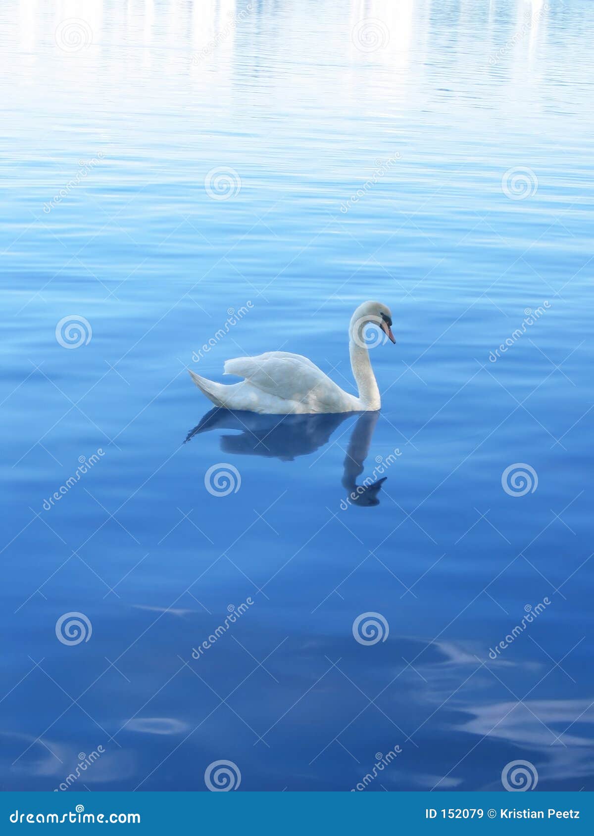 Cisne real imagen de archivo. Imagen de cisne, espejo, agua - 152079