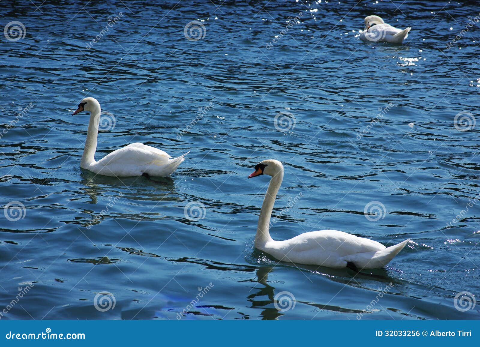 Cisne real foto de archivo. Imagen de mudo, real, parques - 32033256