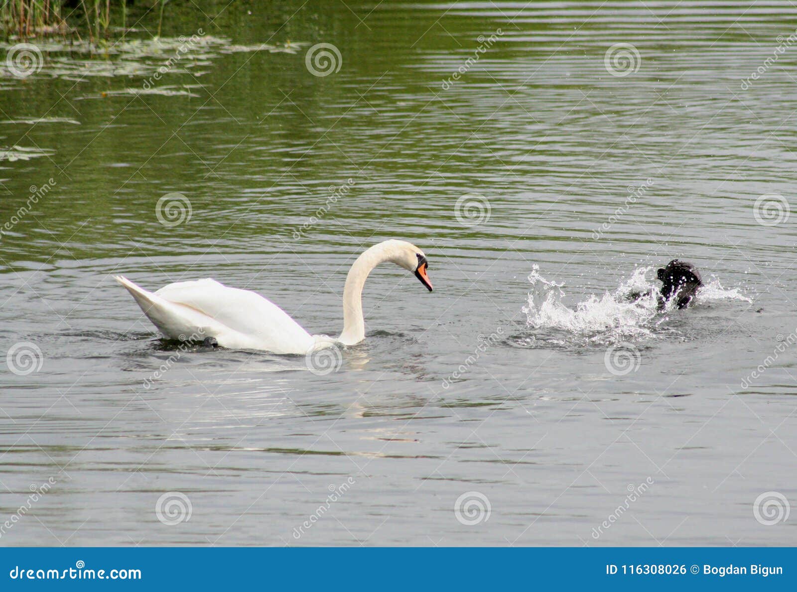 Cisne Y Pato, Peleas De La Vecindad Foto de archivo - Imagen de capaz ...