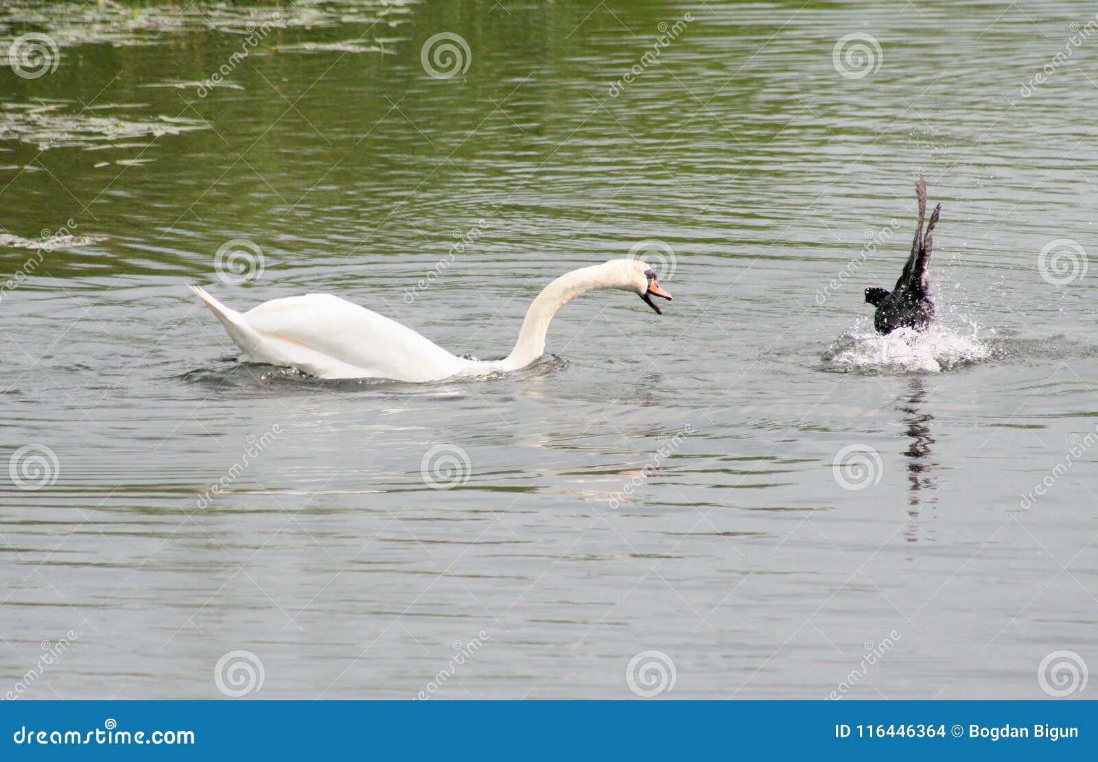 Cisne Y Pato, Peleas De La Vecindad Foto de archivo - Imagen de streite ...