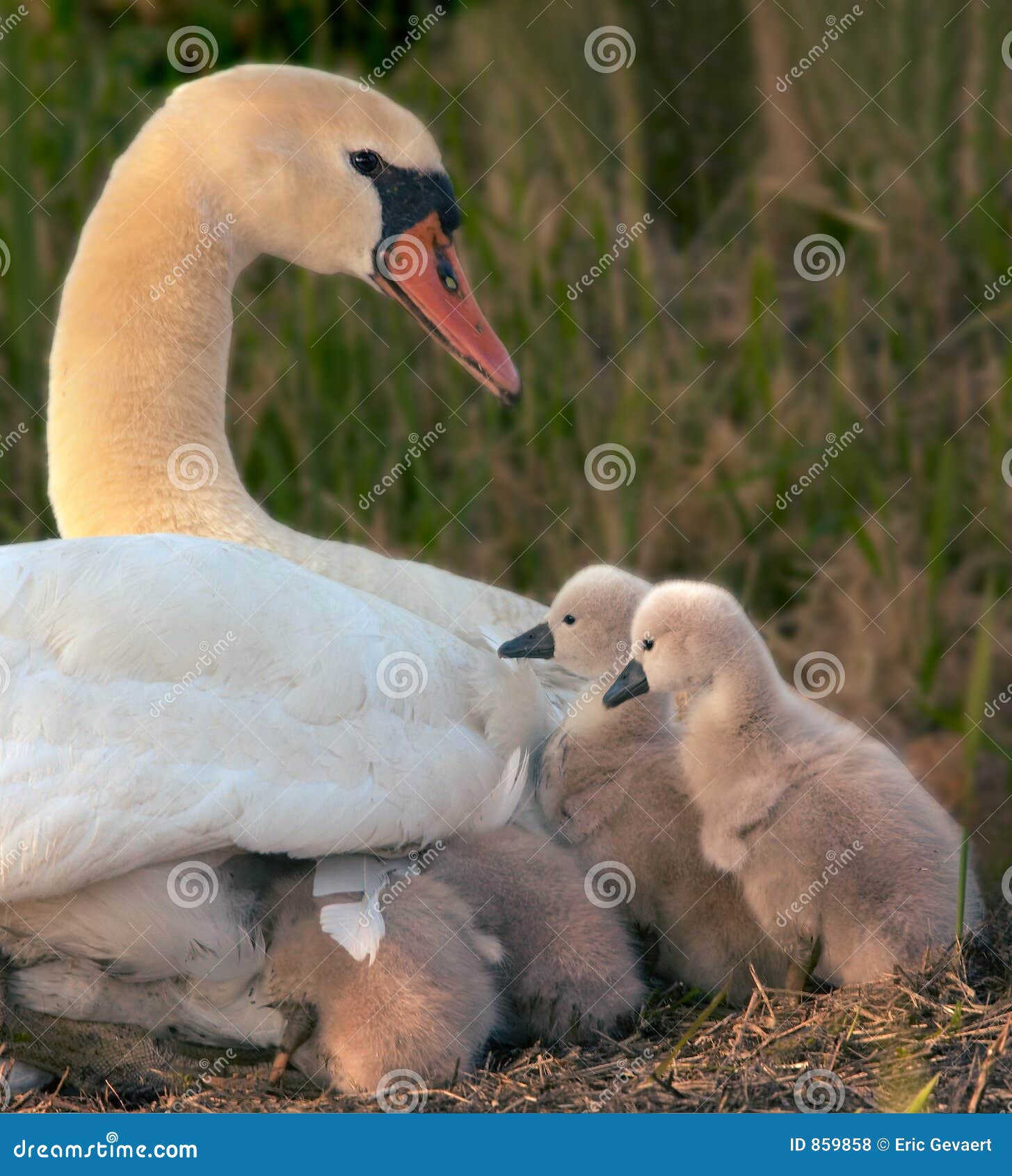 Cisne y sus bebés foto de archivo. Imagen de fairytale - 859858