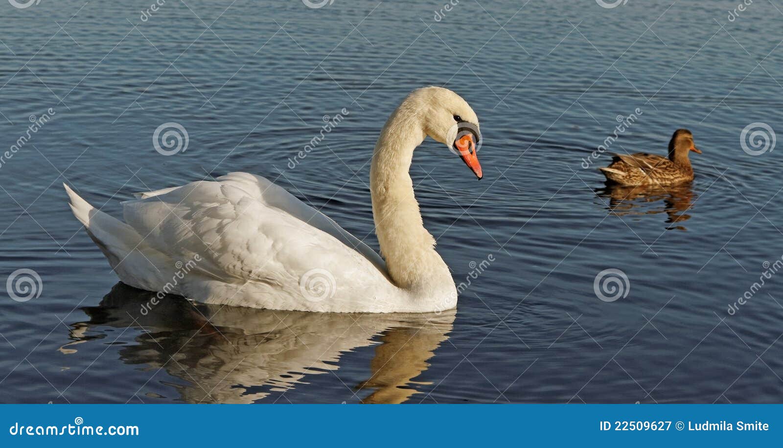 Cisne y un pato. imagen de archivo. Imagen de cubo, perfil - 22509627