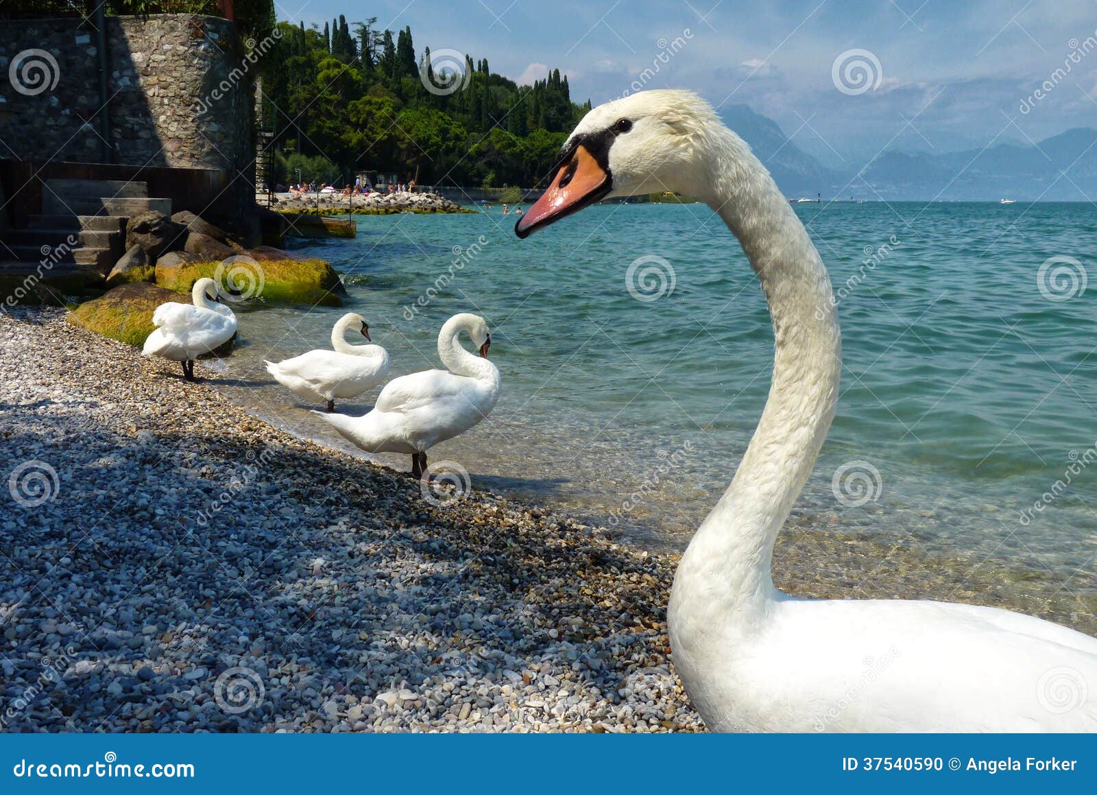 Cisnes em seguido foto de stock. Imagem de cisne, praia - 37540590