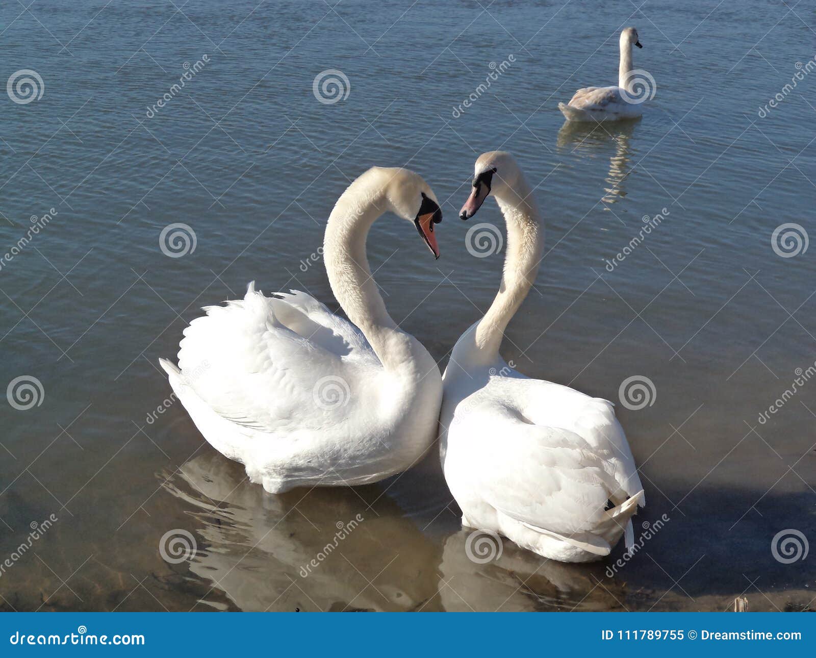 imágenes comunes del Cisnes En Amor - los derechos de la transferencia ...