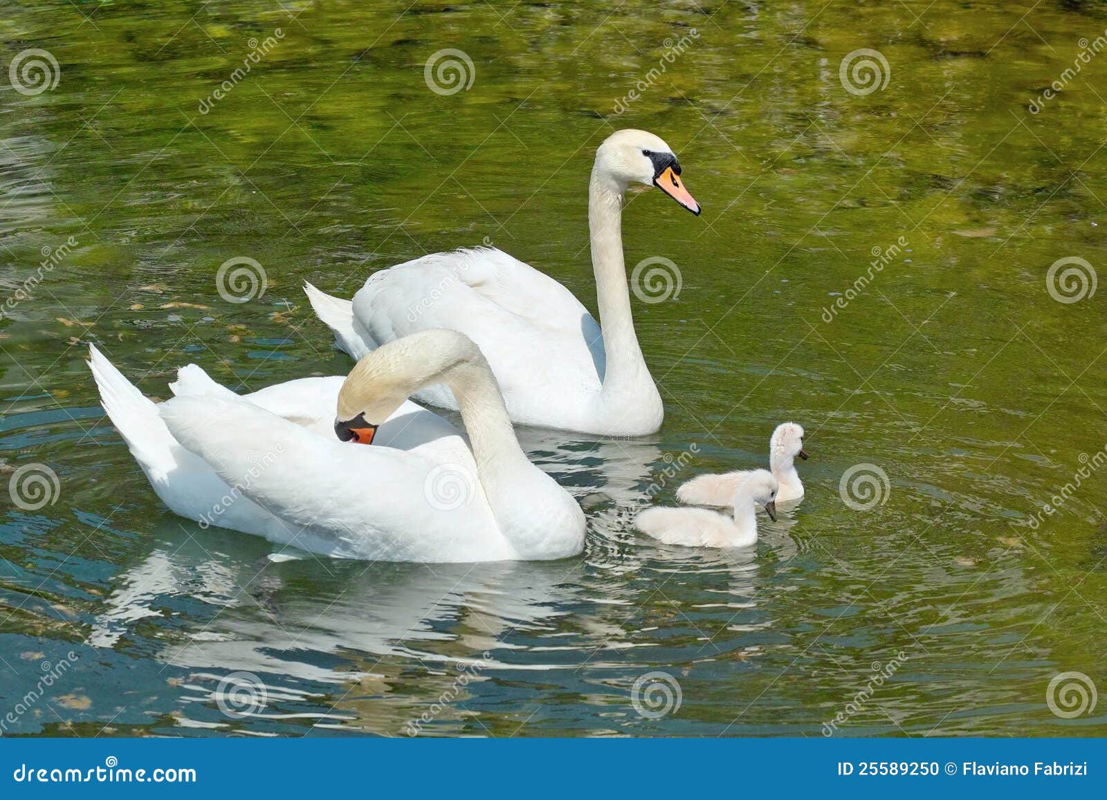 Cisnes reales con la cría foto de archivo. Imagen de blanco - 25589250