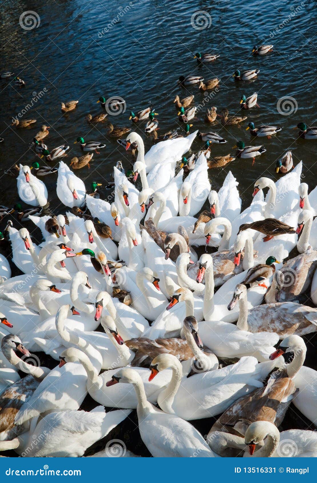 Cisnes y patos imagen de archivo. Imagen de cubo, familia - 13516331