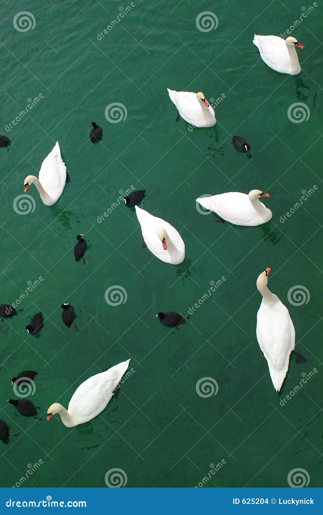 Cisnes y patos foto de archivo. Imagen de amor, gripe, pato - 625204