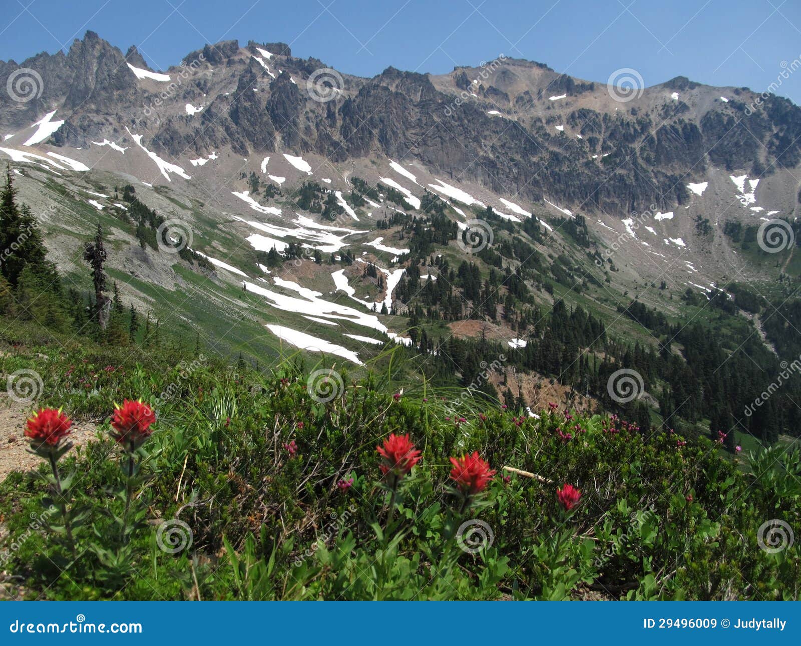 Cispus Pass stock image. Image of cispus, trees, wilderness - 29496009