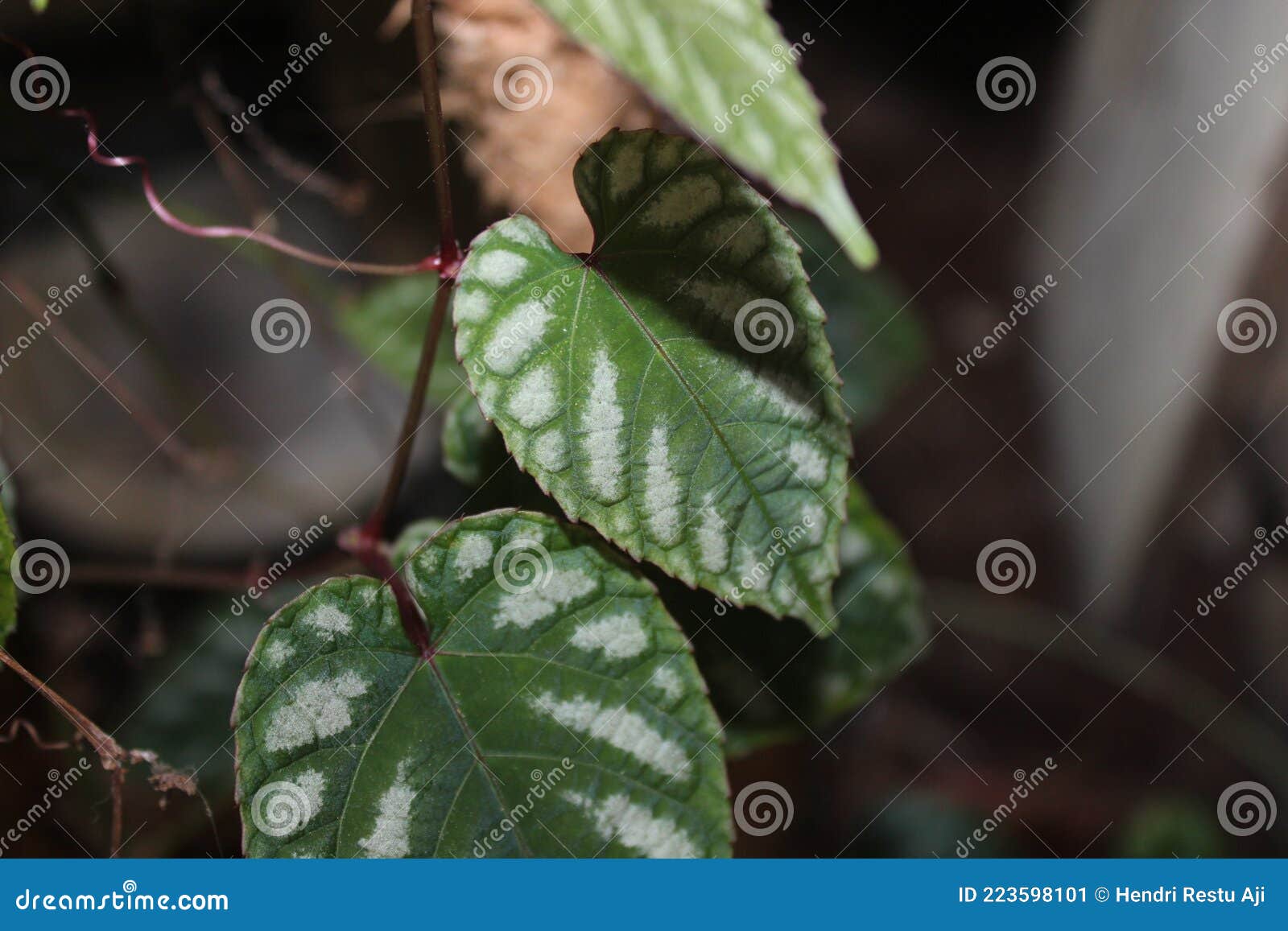 Cisscus discolor leaf stock image. Image of garden, blossom - 223598101