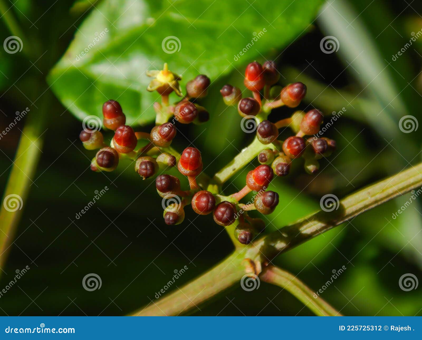 Cissus elongata flower stock photo. Image of leaf, flower - 225725312