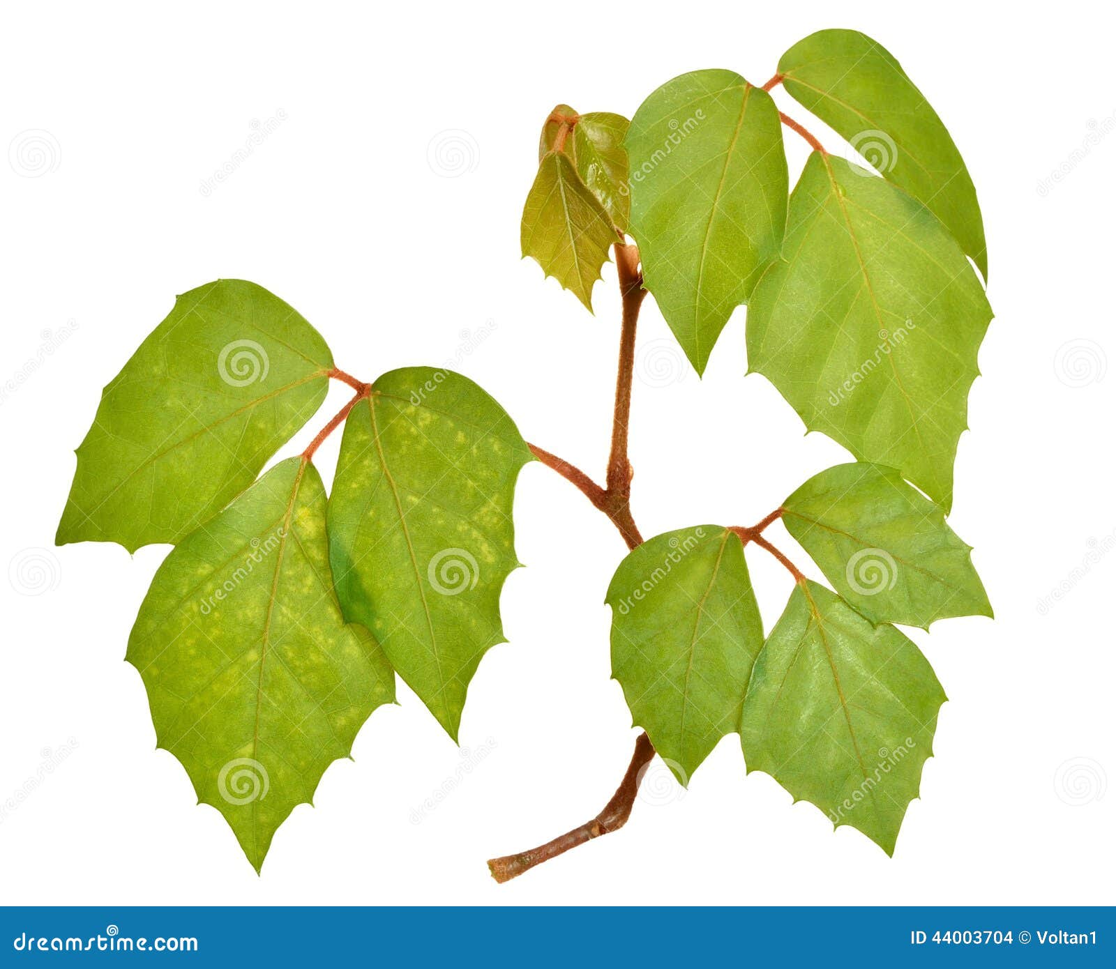 Cissus plant stock photo. Image of climb, plant, tree - 44003704