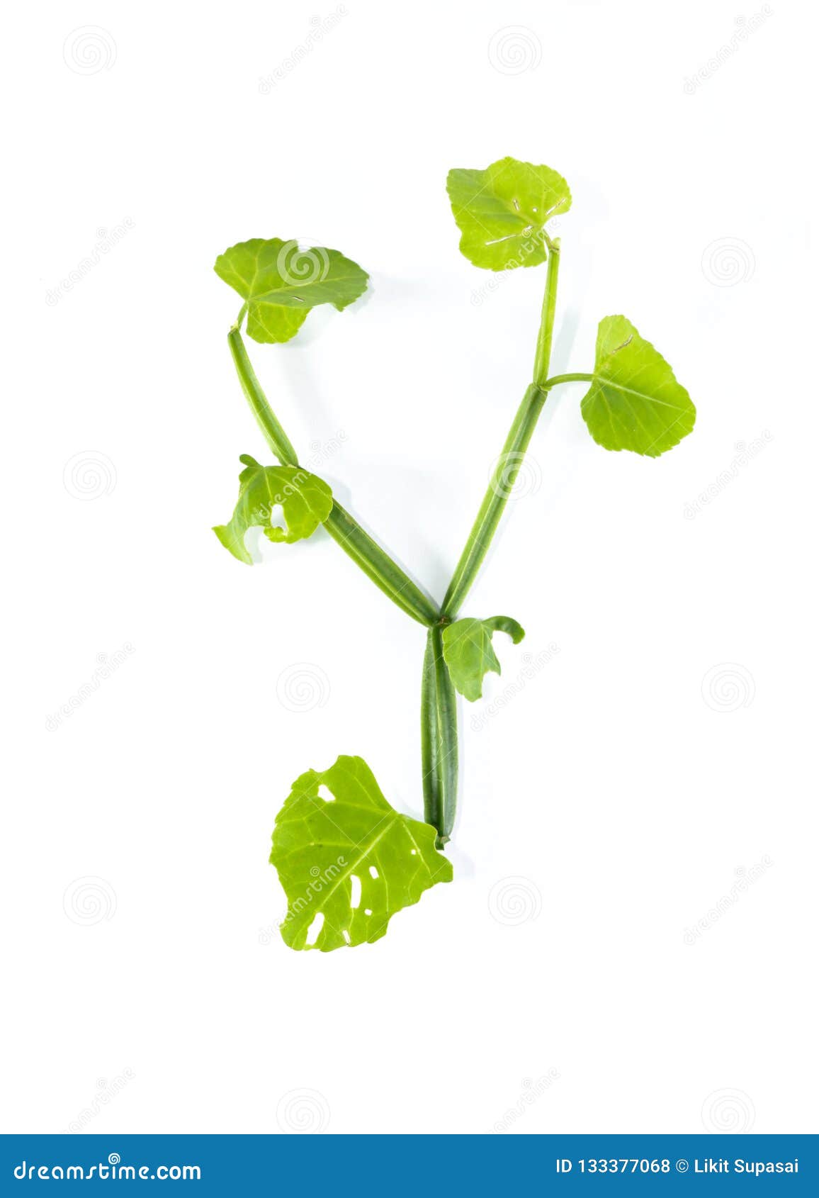 Cissus Quadrangularis L. White Background in Studio Stock Photo - Image ...