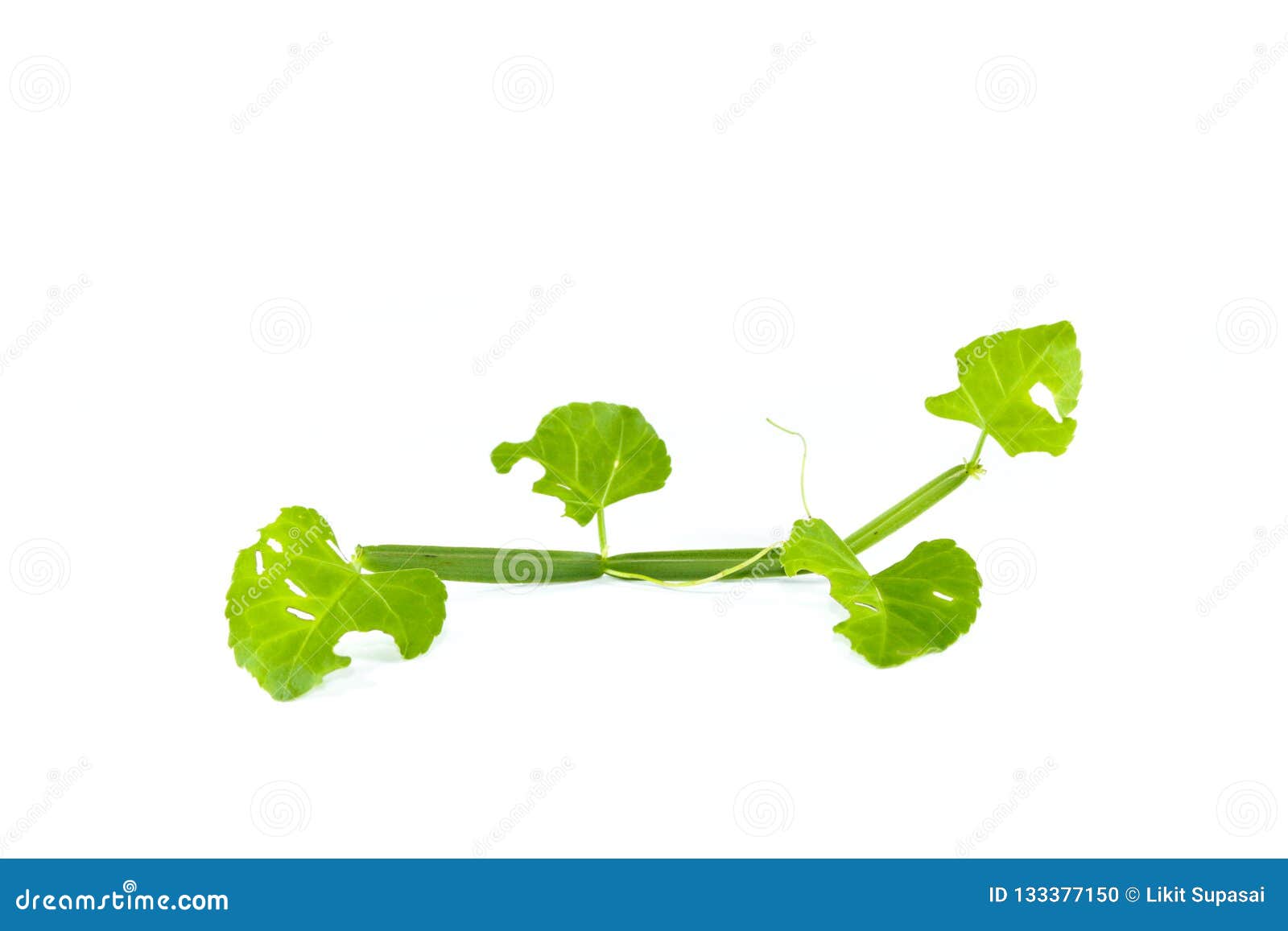 Cissus Quadrangularis L. White Background in Studio Stock Photo - Image ...