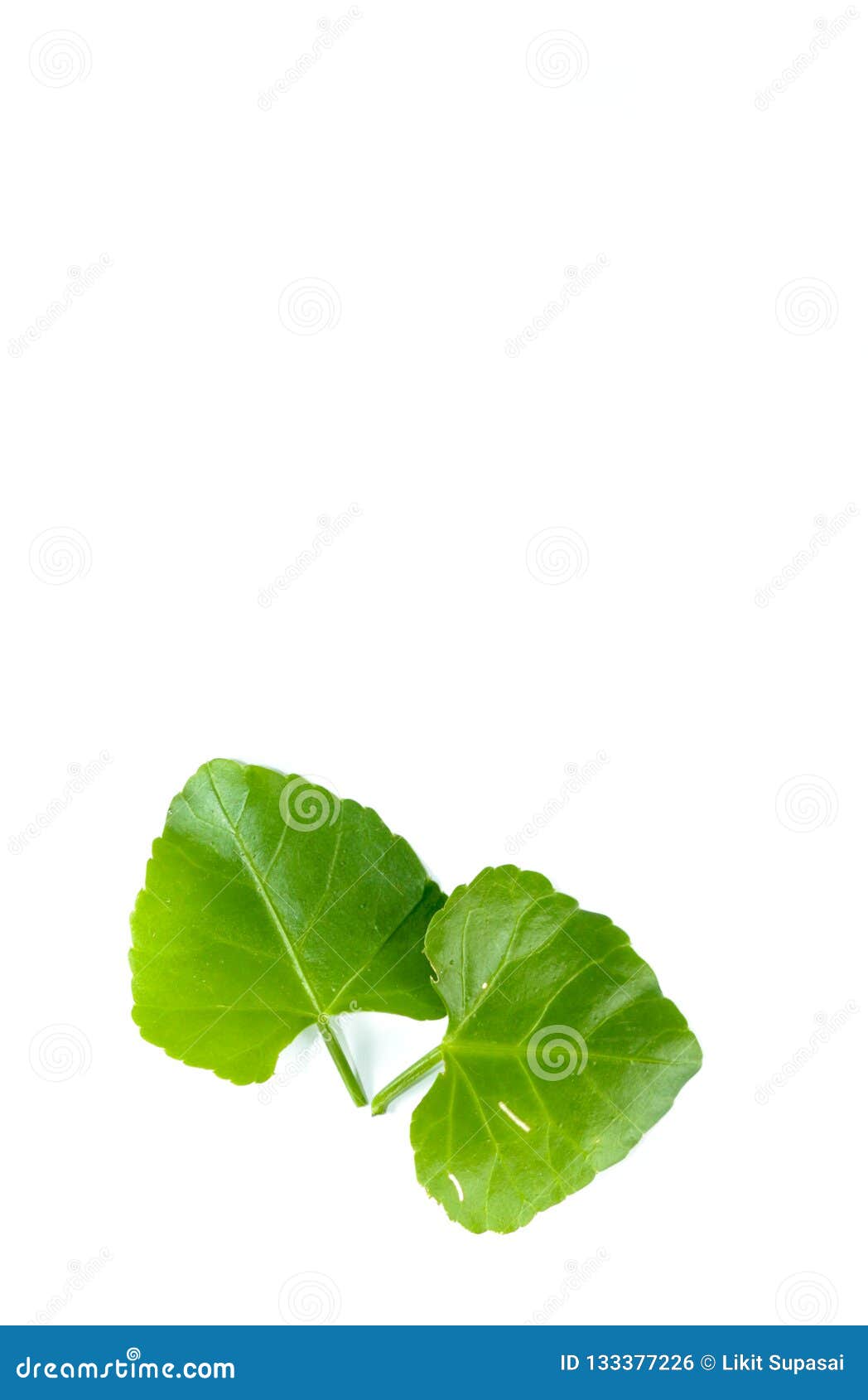 Cissus Quadrangularis L. White Background in Studio Stock Photo - Image ...