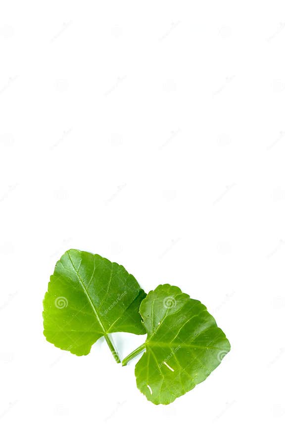 Cissus Quadrangularis L. White Background in Studio Stock Photo - Image ...