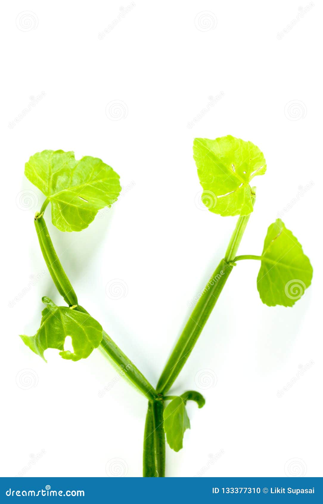 Cissus Quadrangularis L. White Background in Studio Stock Photo - Image ...