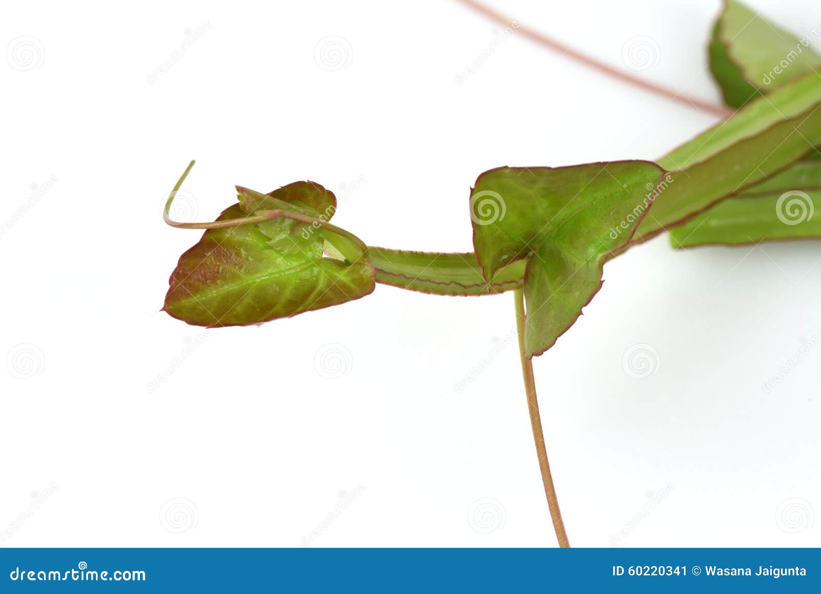 Cissus Quadrangularis Linn.,tree. Stock Image - Image of bouquets ...