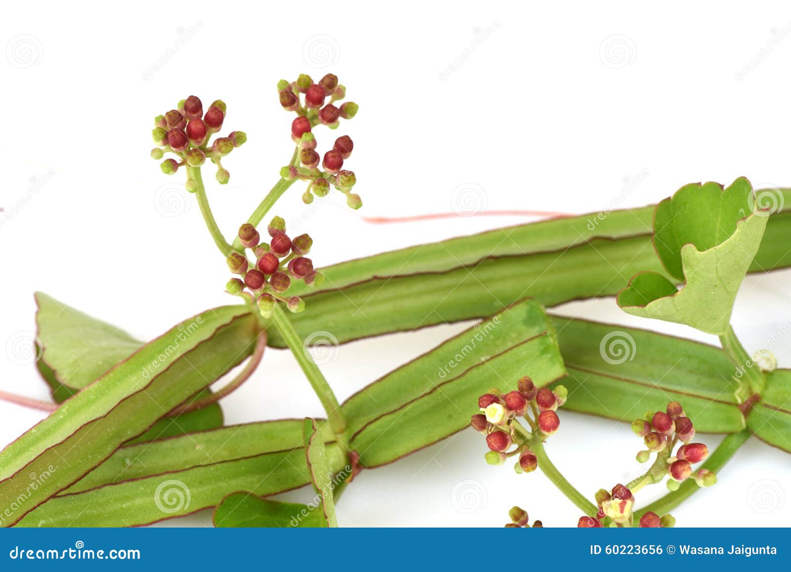 Cissus Quadrangularis Linn.,tree. Stock Photo - Image of medicinal ...
