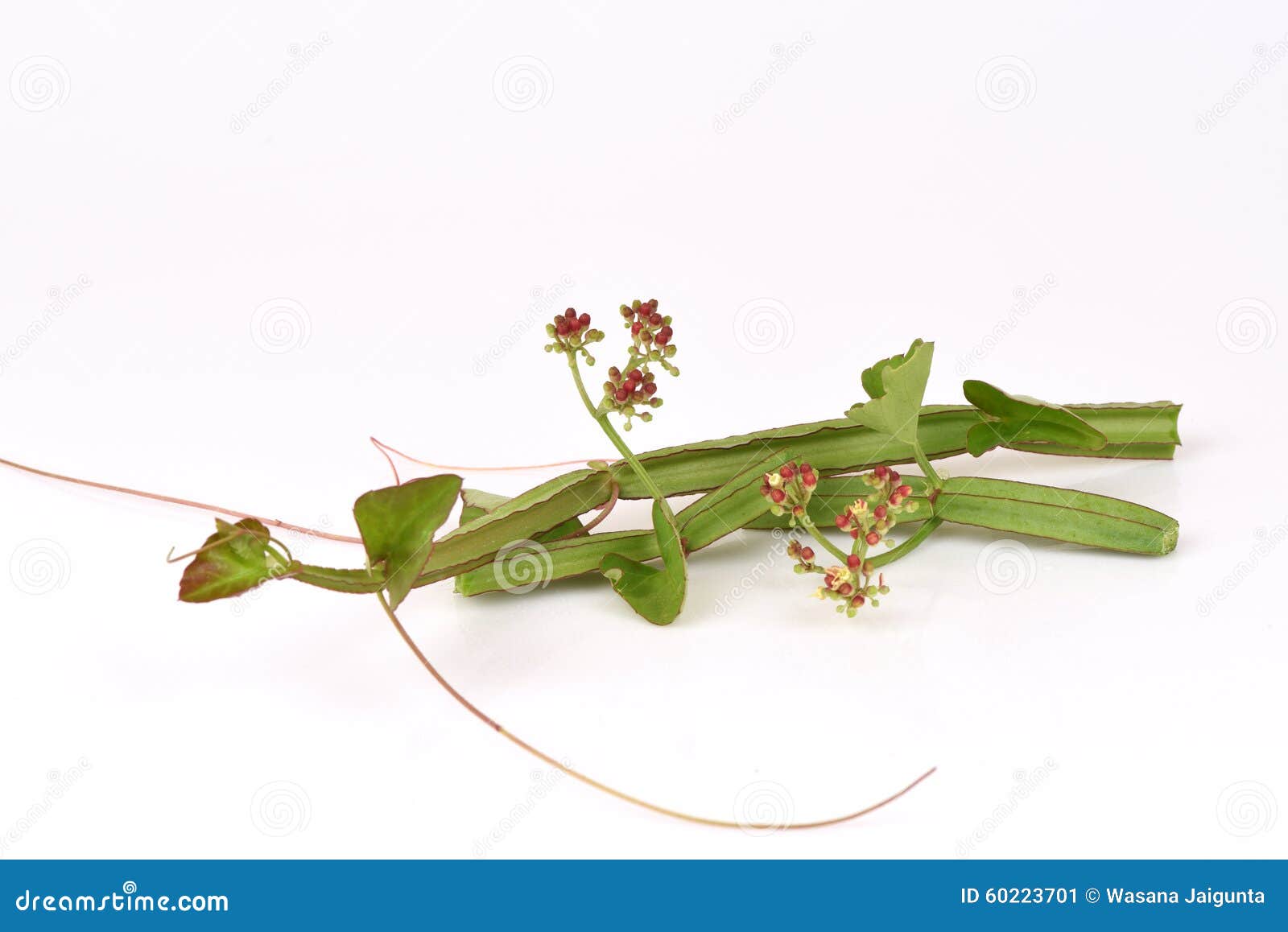 Cissus Quadrangularis Linn.,tree. Stock Image - Image of tree, cure ...