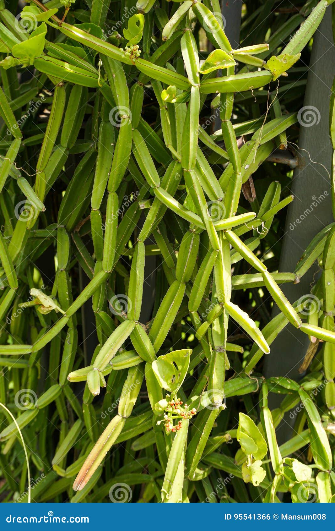 Cissus Quadrangularis Plant Stock Photo - Image of quadrangularis ...
