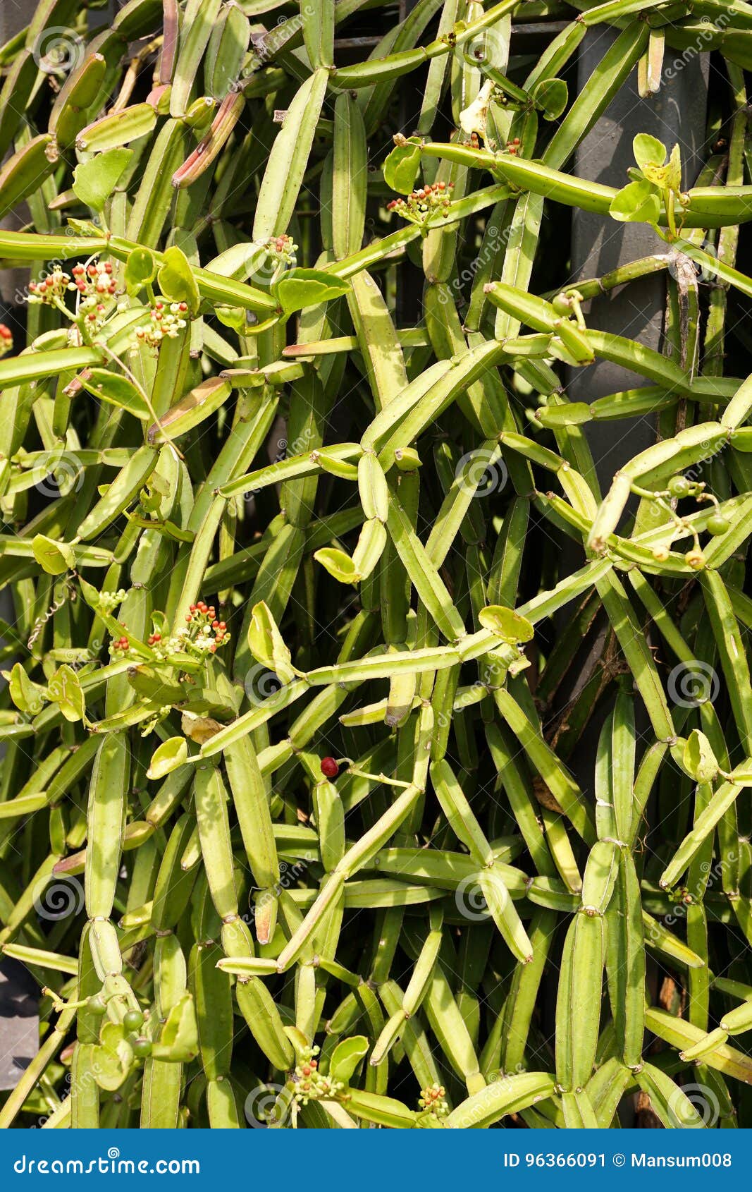 Cissus Quadrangularis Plant Stock Image - Image of garden, climber ...