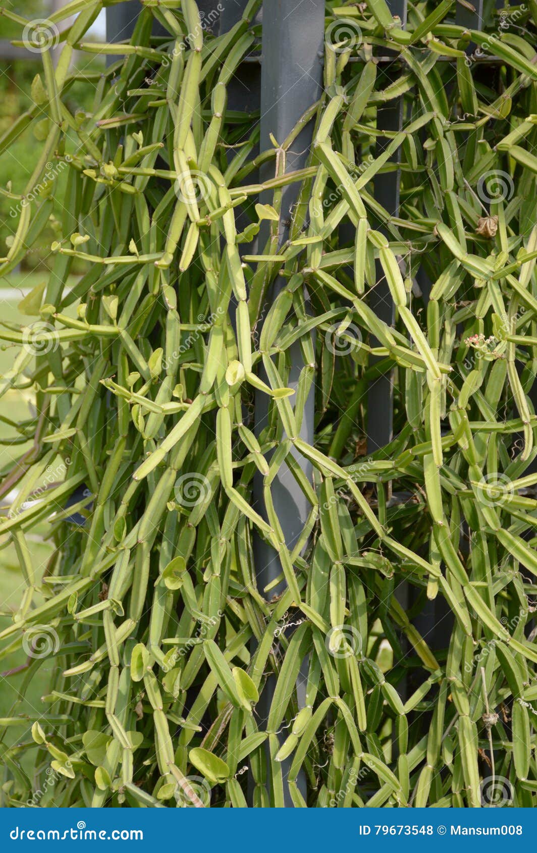 Cissus Quadrangularis Plants Stock Photo - Image of herb, nature: 79673548