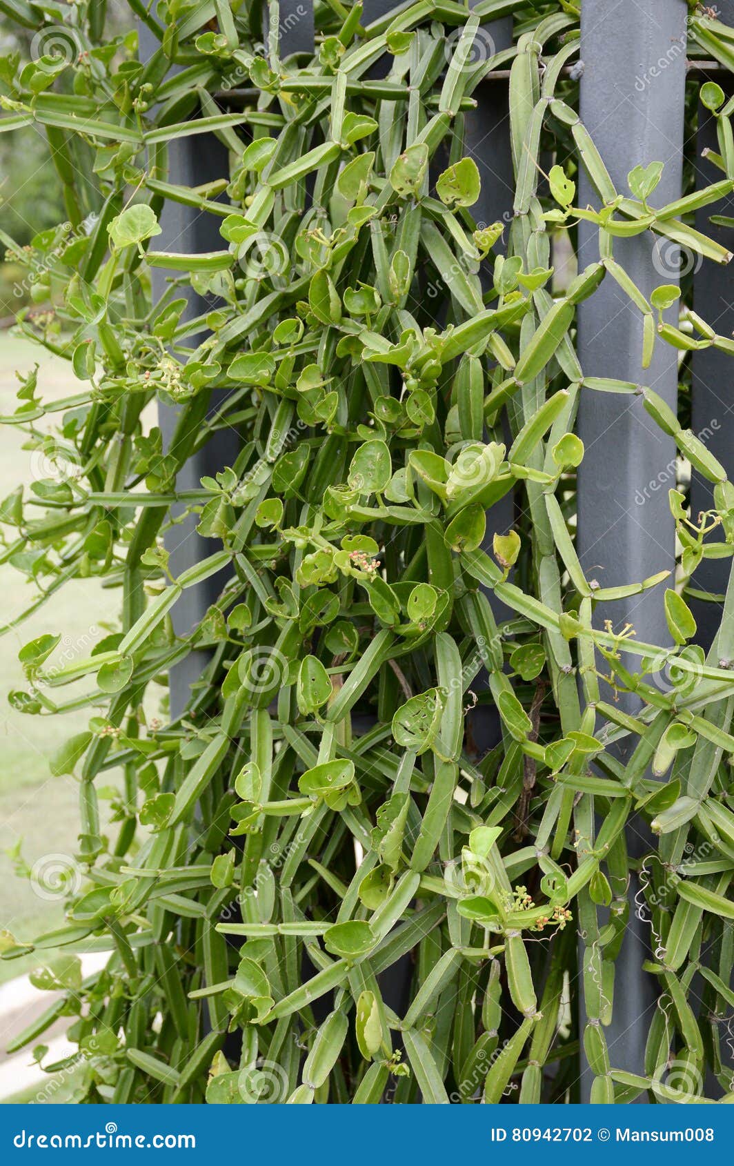 Cissus Quadrangularis Plants Stock Photo - Image of quadrangularis ...