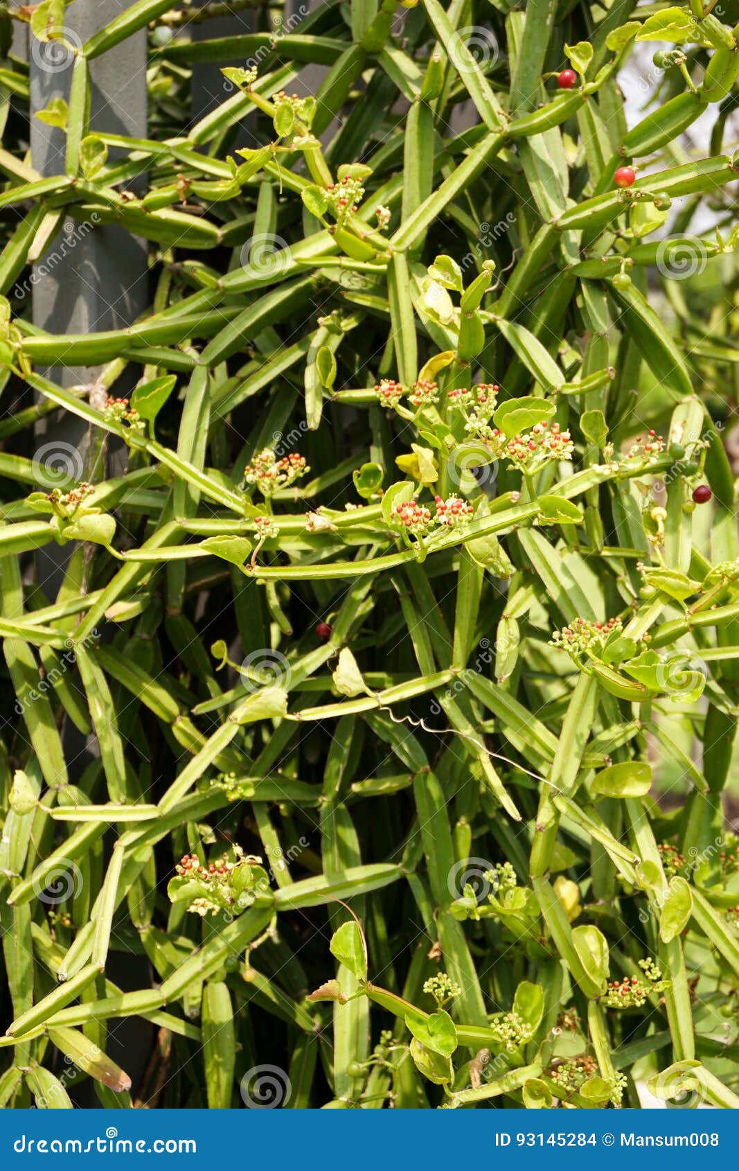 Cissus Quadrangularis Plants Stock Photo - Image of nature, garden ...