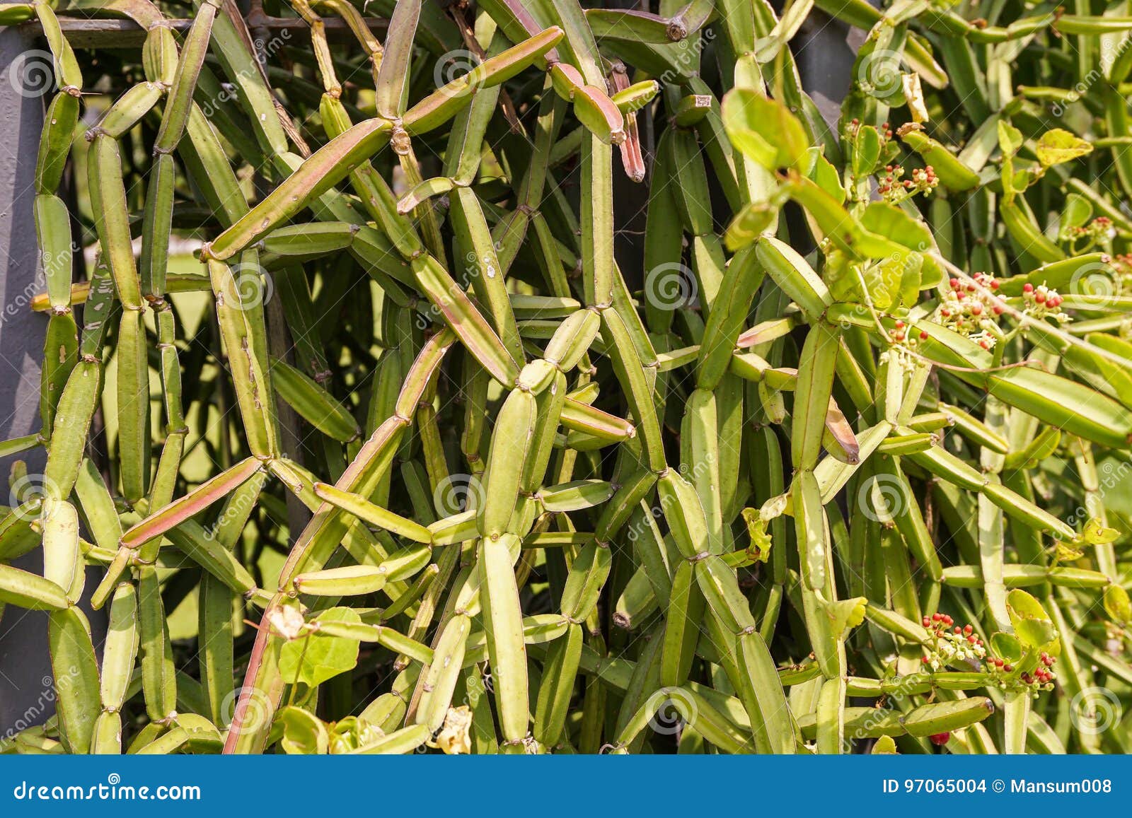 Cissus Quadrangularis Plants Stock Photo - Image of garden, plants ...