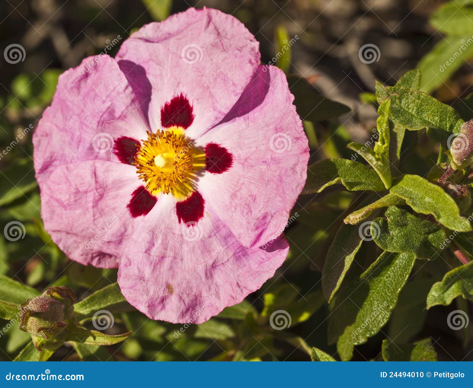Cistus purpureus stock photo. Image of mediterranean - 24494010